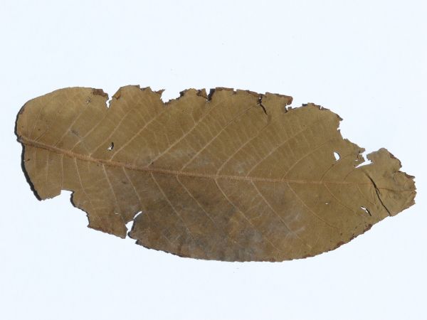 texture 0103 - Texturelib